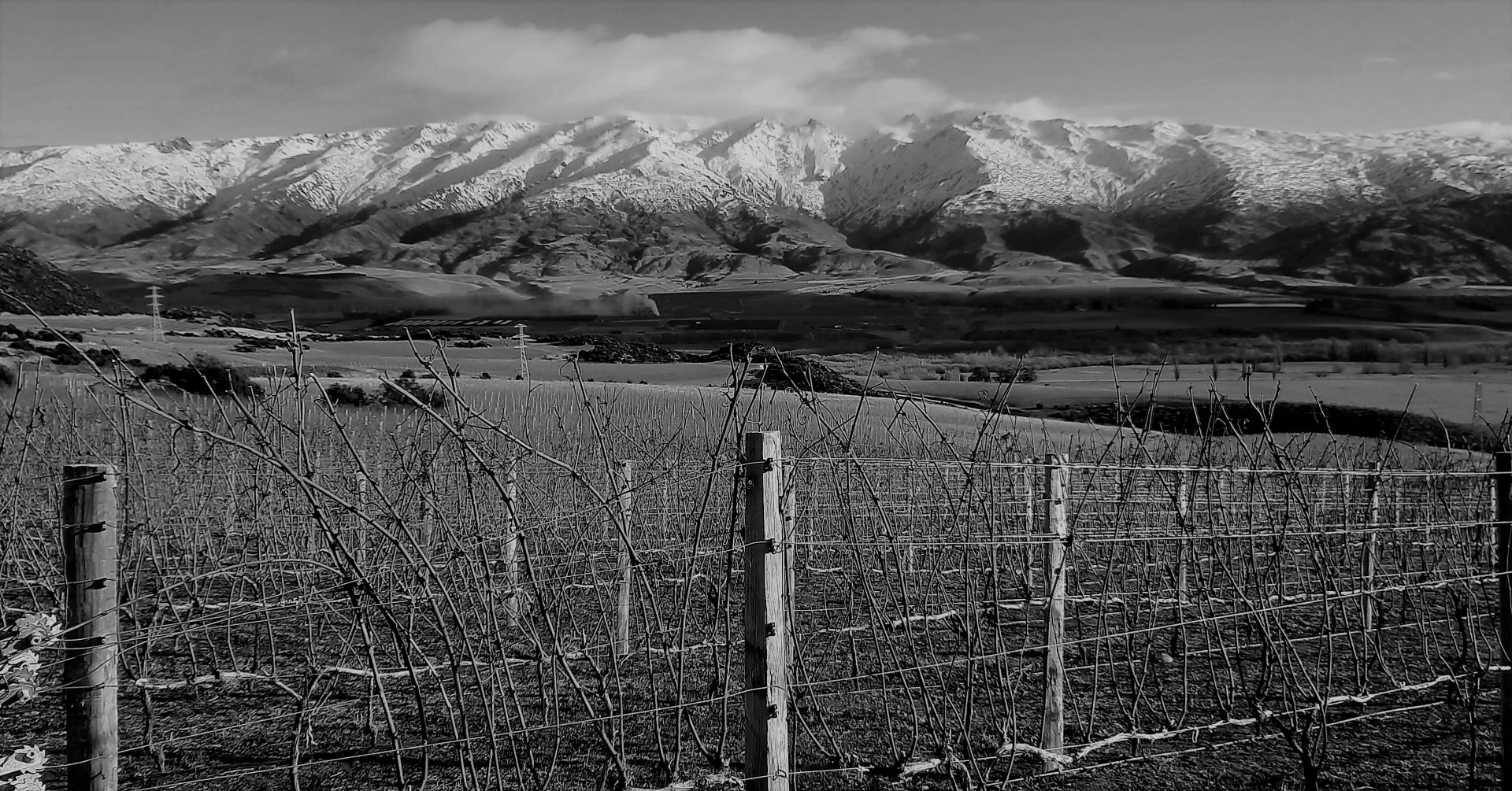 Our Central Otago Vineyard | Ariosa Wines