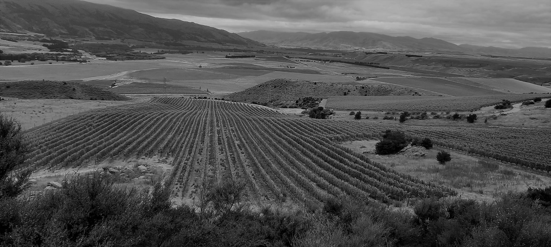 Single Vineyard Wines Central Otago | Ariosa Wines